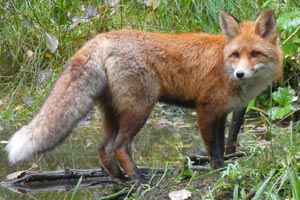 Līgatnes dabas takas - Rudā lapsa