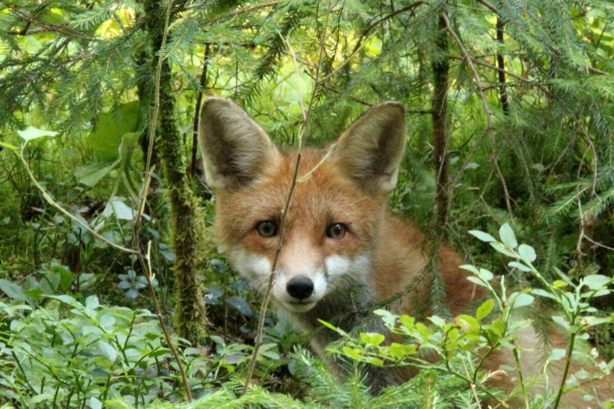 Līgatnes dabas takas - Rudā lapsa